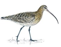 In Memory of Hugh Gilmour – The Curlew's Call